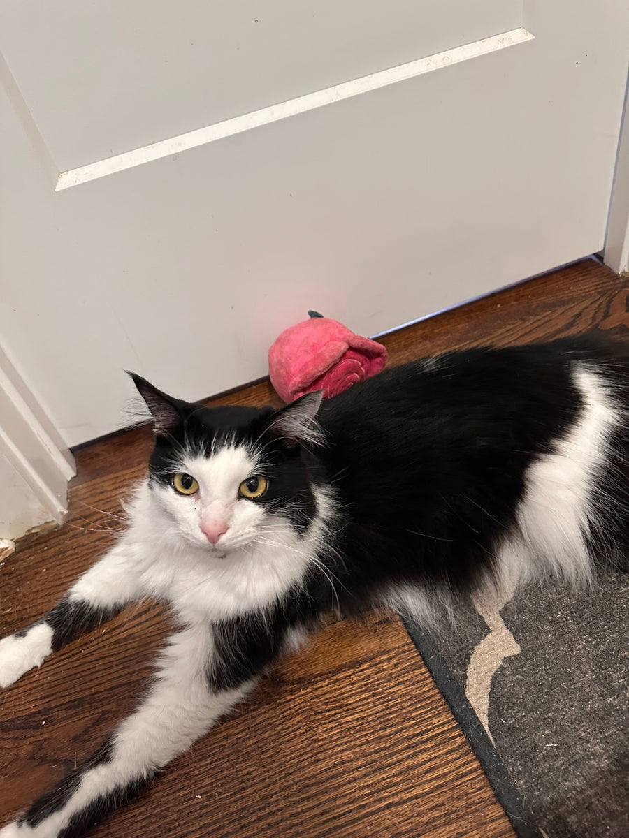 Skeeter Ray has been partially paroled!!!! – Pumpkin Creek Primitives